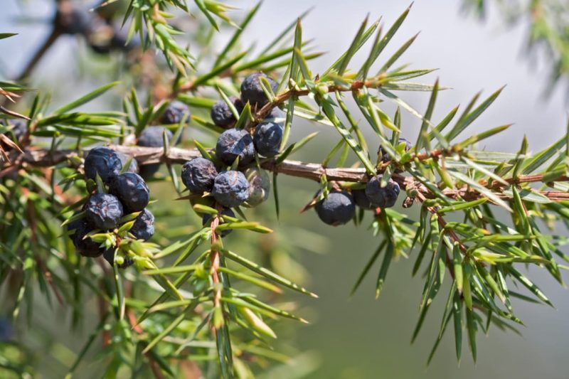 How To Grow Juniper With Matt Collins: 'They’re Such Robust, Diverse ...