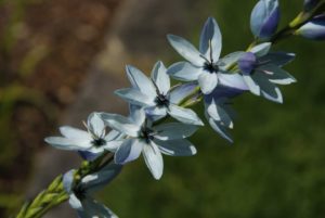 Ixia Common Varieties And Growing Guidelines: Drainage Is Particularly ...