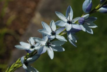 Ixia Common Varieties And Growing Guidelines: Drainage Is Particularly ...