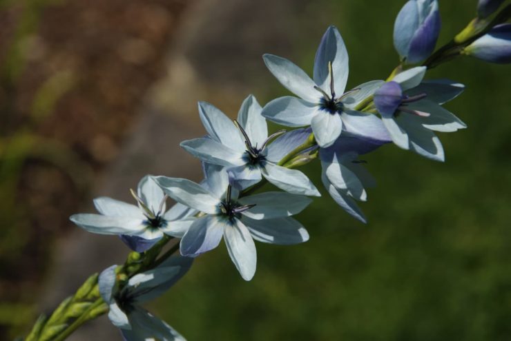 Ixia Common Varieties And Growing Guidelines: Drainage Is Particularly ...