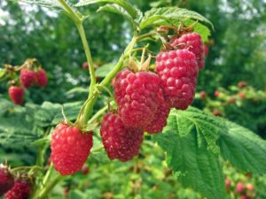 10 Essential Tips When Growing Raspberries In Pots (With Recommended ...