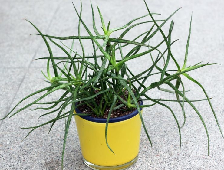 12 Amazing Aloe Varieties Chosen For Your Home By Elizabeth Waddington ...