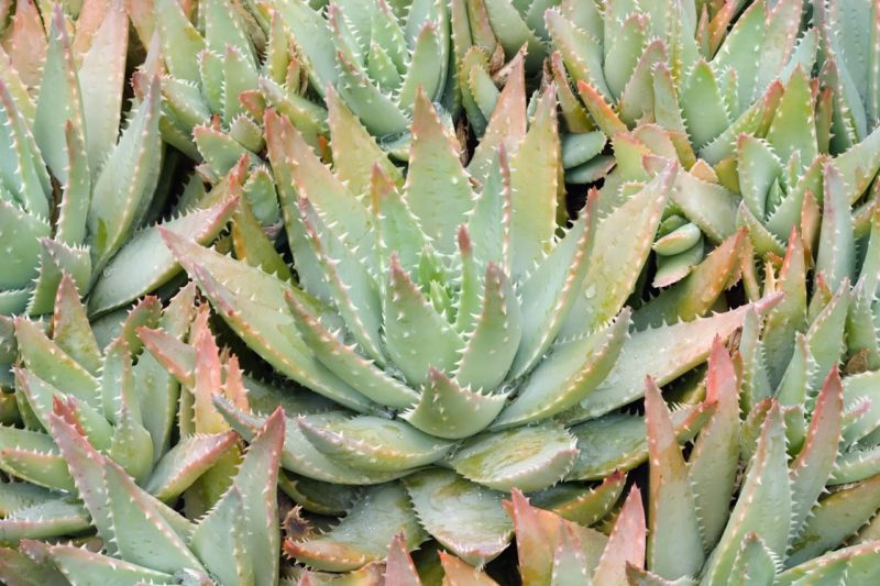 12 Amazing Aloe Varieties Chosen For Your Home By Elizabeth Waddington ...