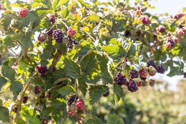 Boysenberry Bliss: Follow These Tips For Juicy, Flavourful Berries ...