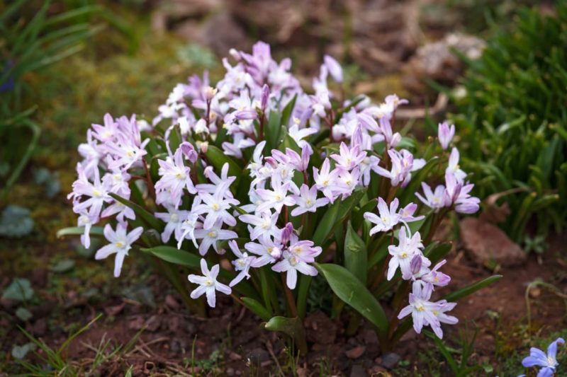 Growing Chionodoxa 'Glory Of The Snow' - A Perennial Bulb Prized For ...
