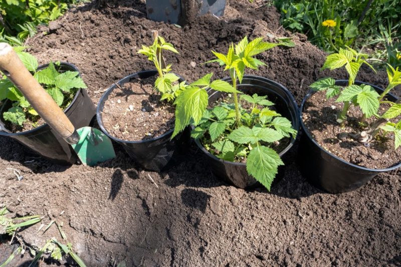 10 Essential Tips When Growing Raspberries In Pots (With Recommended ...