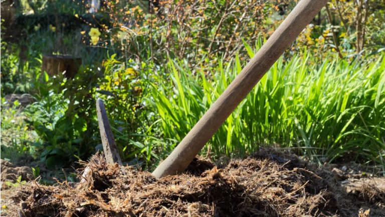 Pruning Can Help To Keep Vigorous Pampas Grass Under Control - Experts ...