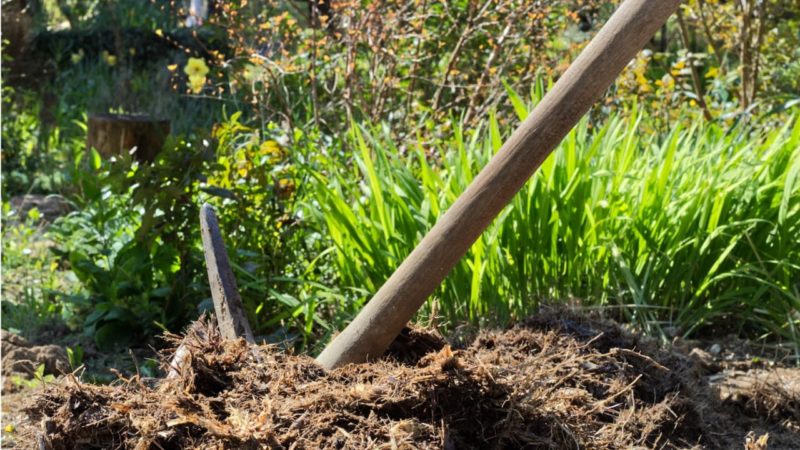 Pruning Can Help To Keep Vigorous Pampas Grass Under Control - Experts ...