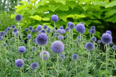 How To Grow & Care For Echinops (Globe Thistle) | Horticulture