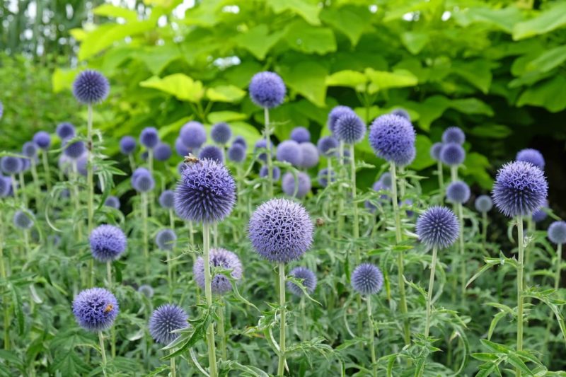 How To Grow & Care For Echinops (Globe Thistle) | Horticulture