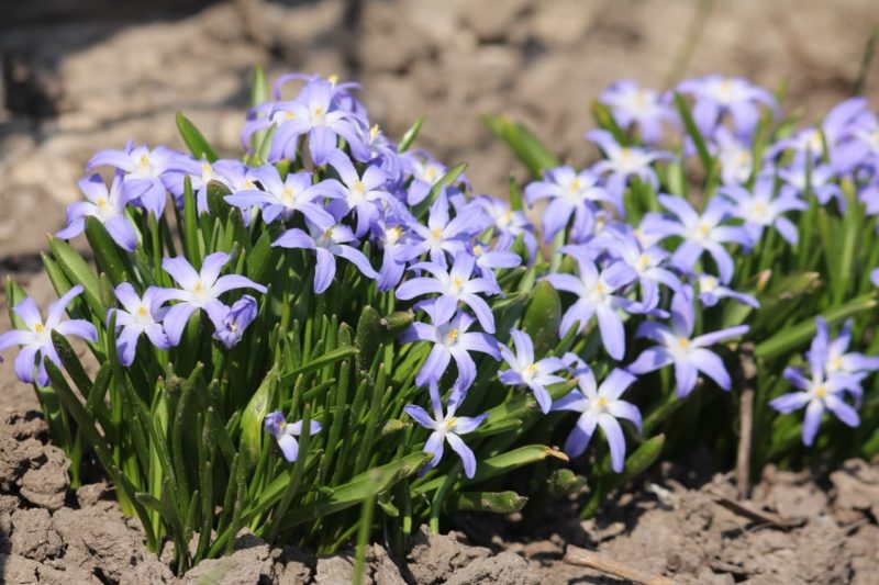 Growing Chionodoxa 'Glory Of The Snow' - A Perennial Bulb Prized For ...