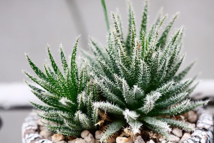 12 Amazing Aloe Varieties Chosen For Your Home By Elizabeth Waddington ...