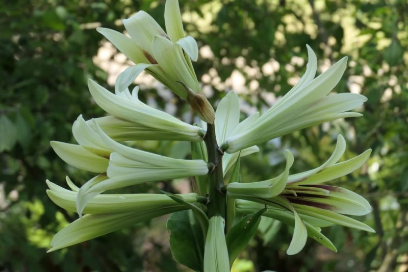 Beware The Giant Himalayan Lily - These Plants Are A Lot Of Work For ...