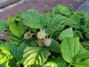 10 Essential Tips When Growing Raspberries In Pots (With Recommended ...