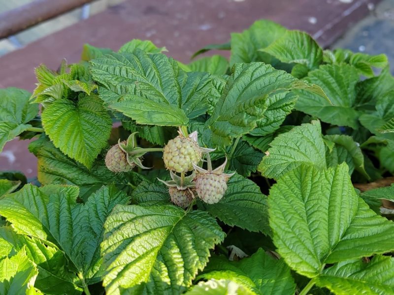 10 Essential Tips When Growing Raspberries In Pots (With Recommended ...