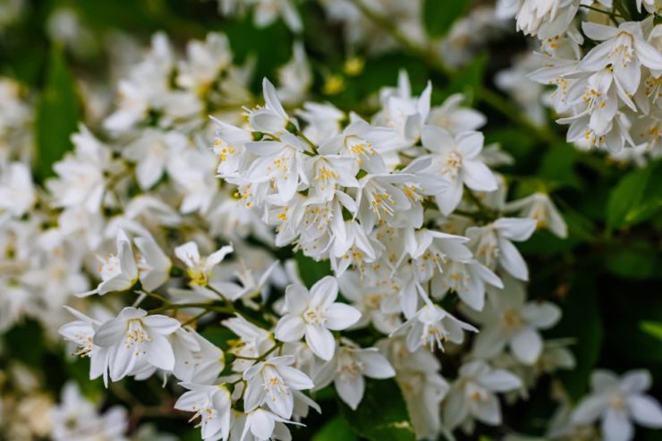 Deutzia Can Be Grown To Fill Beds, Create Borders Or Plant On Slopes ...