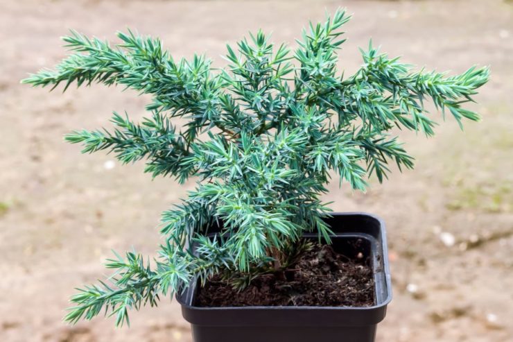 How To Grow Juniper With Matt Collins: 'They’re Such Robust, Diverse ...