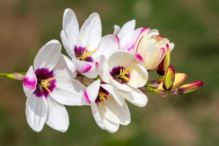 Ixia Common Varieties And Growing Guidelines: Drainage Is Particularly ...