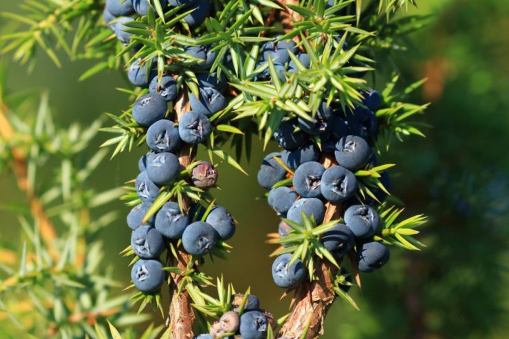 How To Grow Juniper With Matt Collins: 'They’re Such Robust, Diverse ...