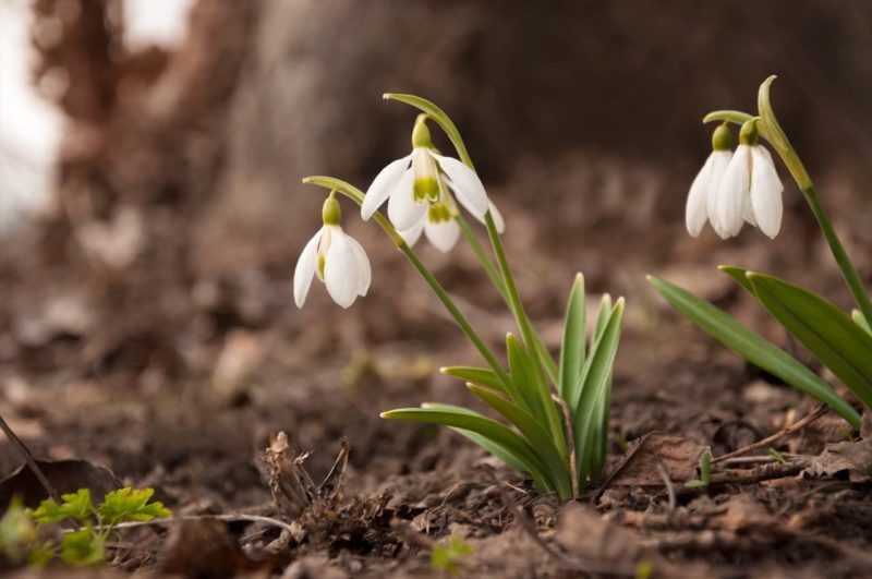 Collecting Snowdrop Pods: 'Sowing The Freshest Seed Will Give The Best ...