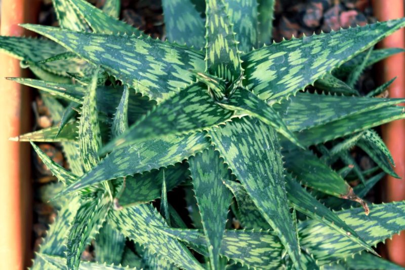 12 Amazing Aloe Varieties Chosen For Your Home By Elizabeth Waddington ...