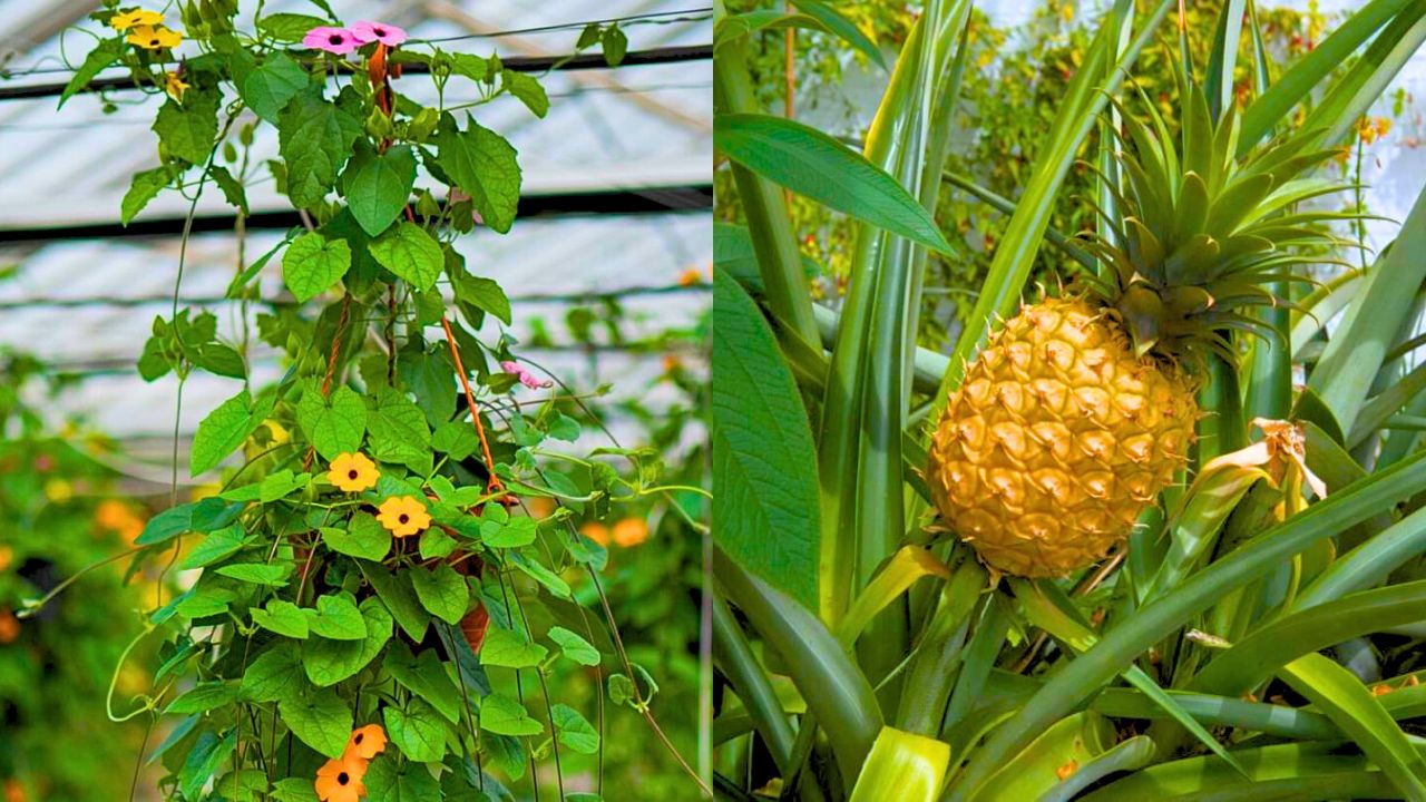 23 Exotic And Unusual Plants To Consider Growing In Your Greenhouse ...