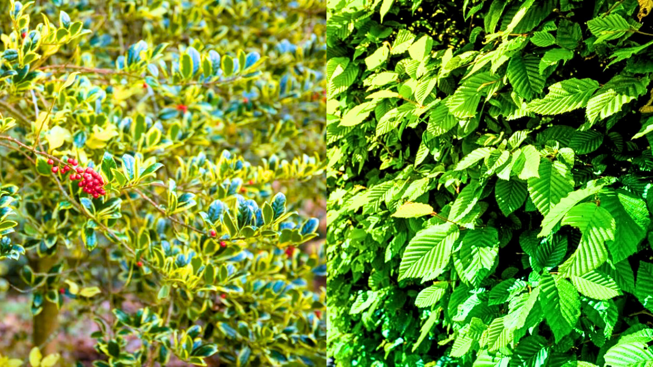 Planting Any Of These 13 Native Hedging Plants Can Be A HUGE Boost To ...