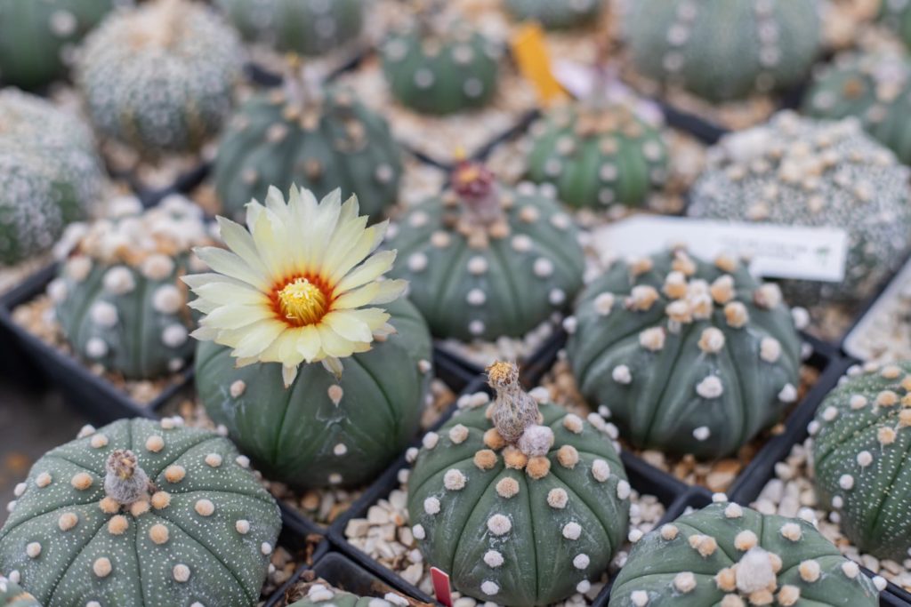 This Is How To Nurture Astrophytum With Six Interesting Varieties To ...