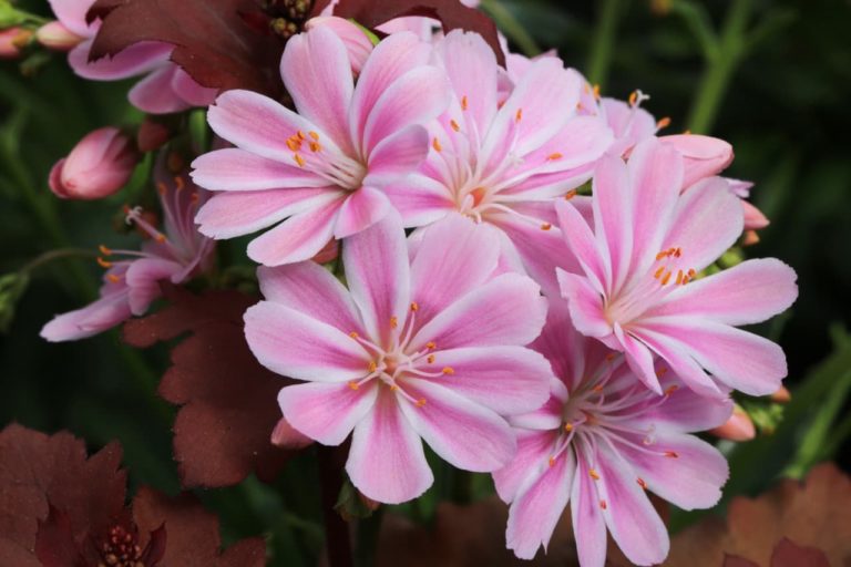 Growing Lewisia: Plant These Versatile Perennials In A Bed, Pot ...