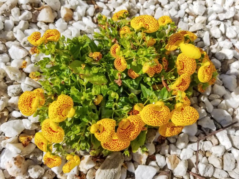 Horticulturists Share How To Grow Calceolaria 'Slipper Flower' And Some ...