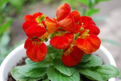 Horticulturists Share How To Grow Calceolaria 'Slipper Flower' And Some ...