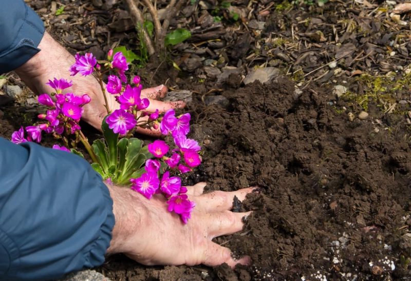 Growing Lewisia: Plant These Versatile Perennials In A Bed, Pot ...