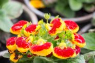 Horticulturists Share How To Grow Calceolaria 'Slipper Flower' And Some ...