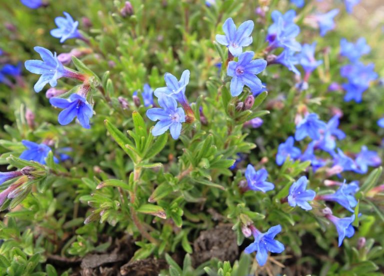 How Experts Grow Lithodora: 'I Plant Glandora So It Trails Down Free ...