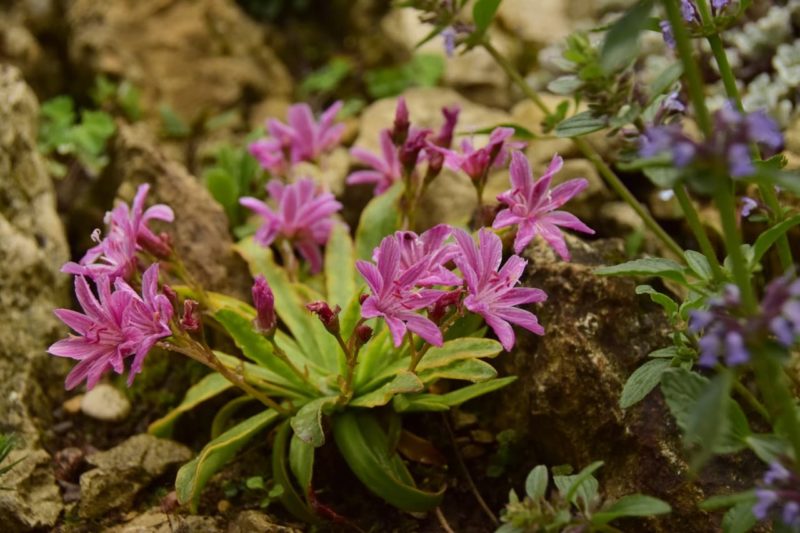 Growing Lewisia: Plant These Versatile Perennials In A Bed, Pot ...
