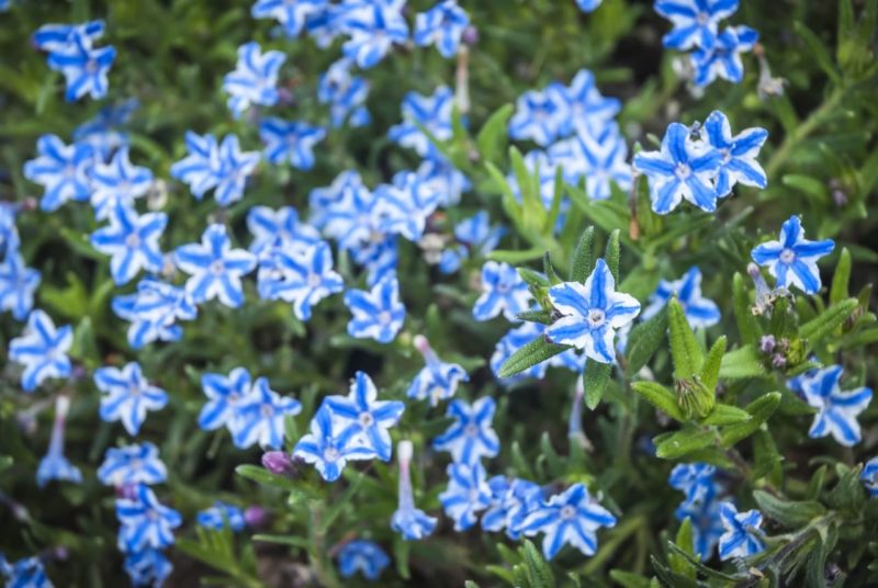 How Experts Grow Lithodora: 'I Plant Glandora So It Trails Down Free ...