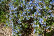 How Experts Grow Lithodora: 'I Plant Glandora So It Trails Down Free ...