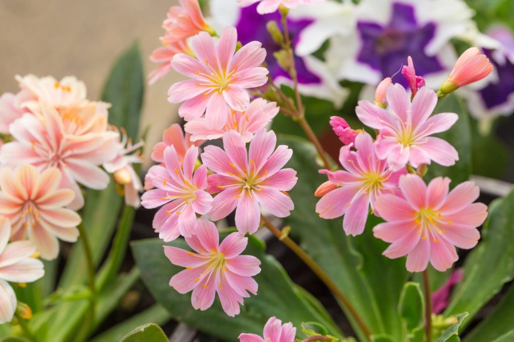 Growing Lewisia: Plant These Versatile Perennials In A Bed, Pot ...