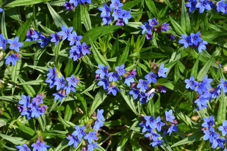 How Experts Grow Lithodora: 'I Plant Glandora So It Trails Down Free ...