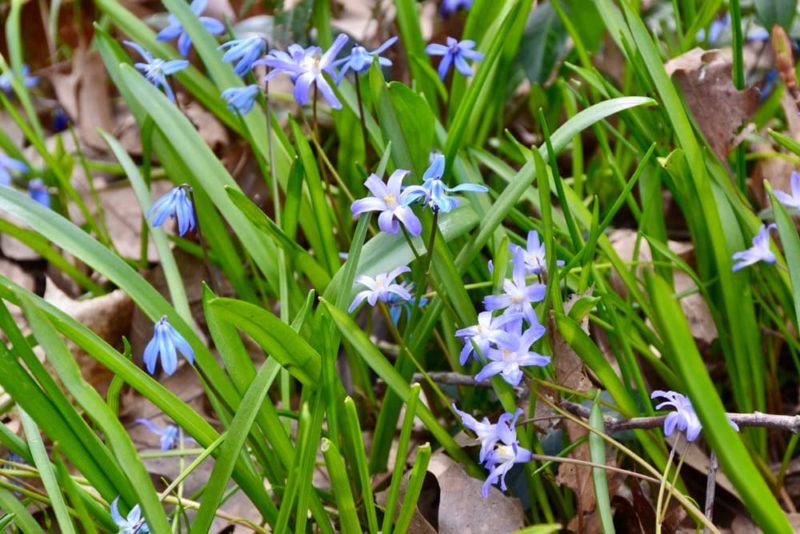 Growing Chionodoxa 'Glory Of The Snow' - A Perennial Bulb Prized For ...