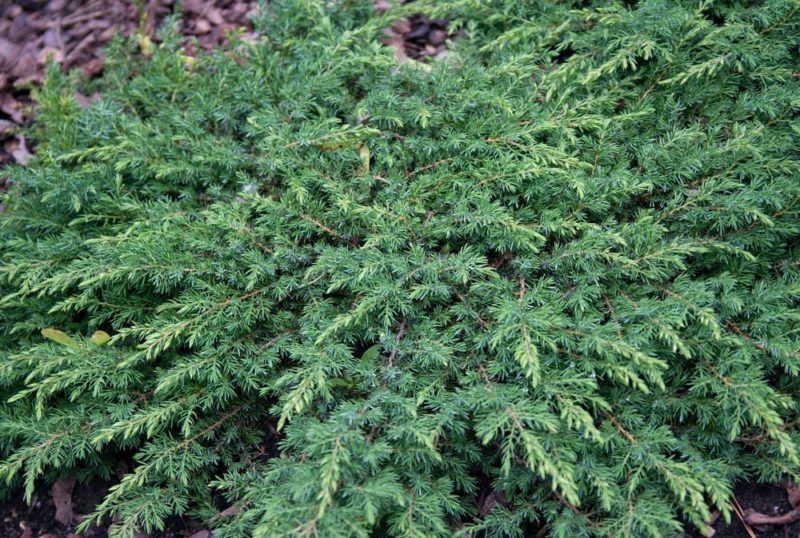 How To Grow Juniper With Matt Collins: 'They’re Such Robust, Diverse ...