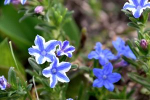 How Experts Grow Lithodora: 'I Plant Glandora So It Trails Down Free ...