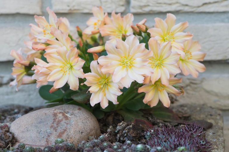 Growing Lewisia: Plant These Versatile Perennials In A Bed, Pot ...