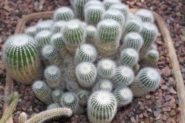 Notocactus 'Ball Cactus' - Caring For These Plants Should Not Take A Lot Of Time | Horticulture ...