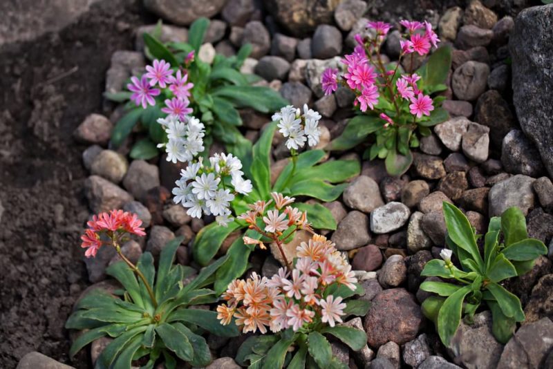 Growing Lewisia: Plant These Versatile Perennials In A Bed, Pot ...